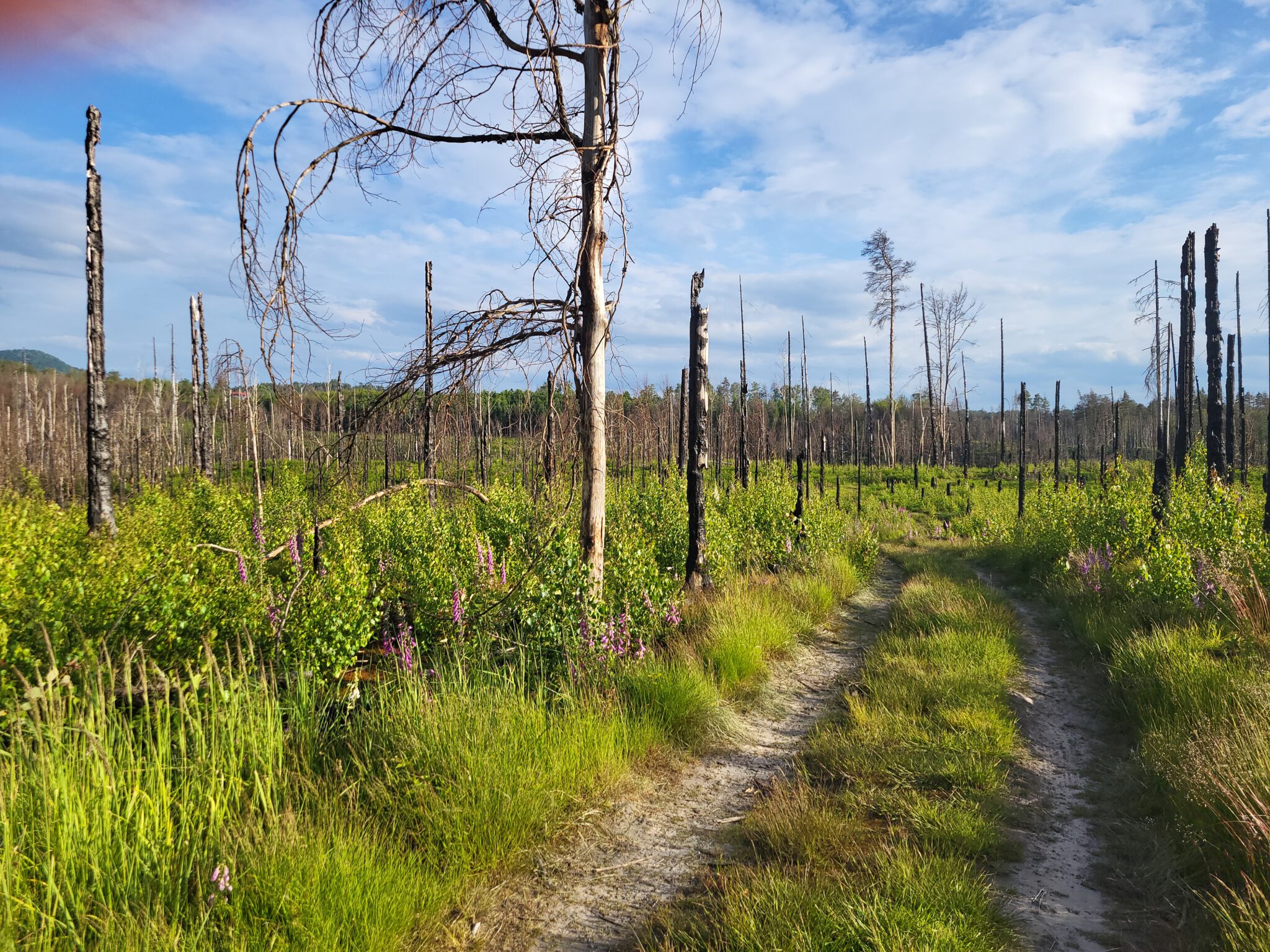 Wildfire CE - core-consult